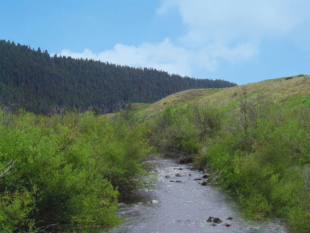 Arroyo Naturaleza Agua - Foto gratis en Pixabay - Pixabay