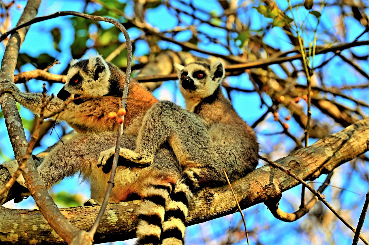 Lemurs Animals Ring-Tailed - Free photo on Pixabay - Pixabay