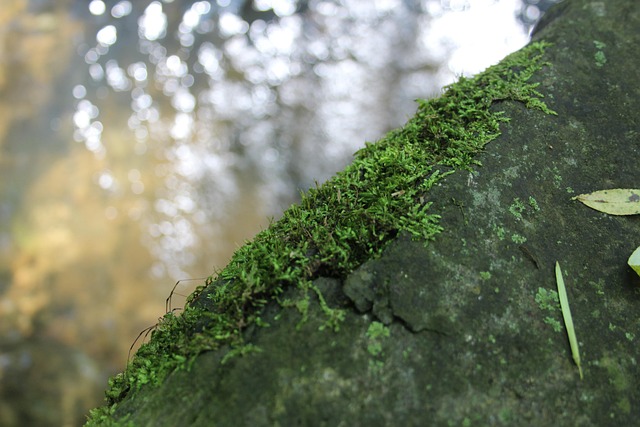 Mousse Nature Forêt En Plein - Photo gratuite sur Pixabay - Pixabay