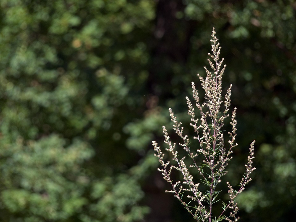 Branch Plant Shrub - Free photo on Pixabay