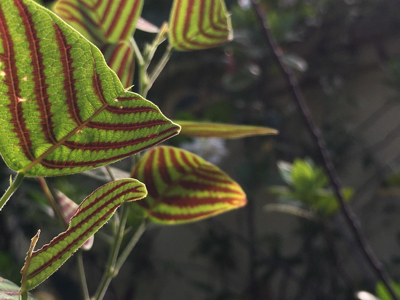 Butterfly Plant Leaves Striking - Free photo on Pixabay