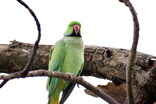 Alexandrine Parakeet Parrot Bird - Free photo on Pixabay