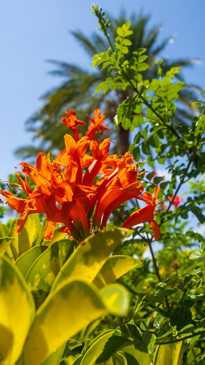 Flores Jardim Natureza - Foto gratuita no Pixabay - Pixabay