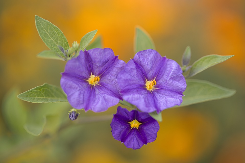 Potato Tree Blossom Bloom - Free photo on Pixabay - Pixabay
