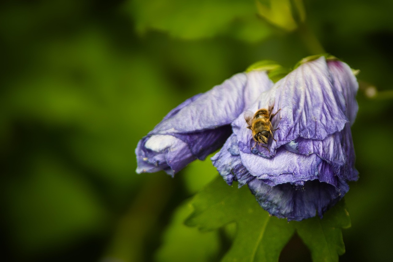 Bee Violet Flowers Flower Buds - Free photo on Pixabay - Pixabay