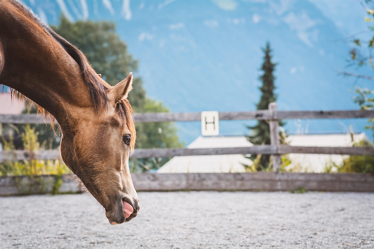 Horse Foal Head - Free photo on Pixabay - Pixabay