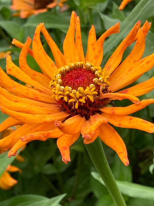 Summer Flower - Free photo on Pixabay