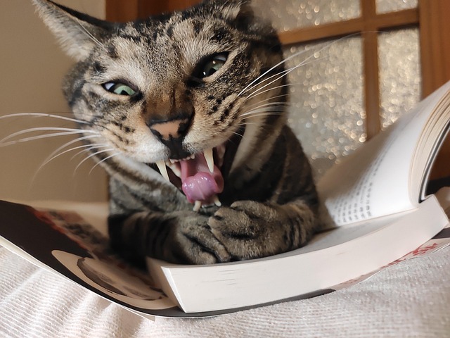 Tiger Cats Books Stray - Free photo on Pixabay - Pixabay