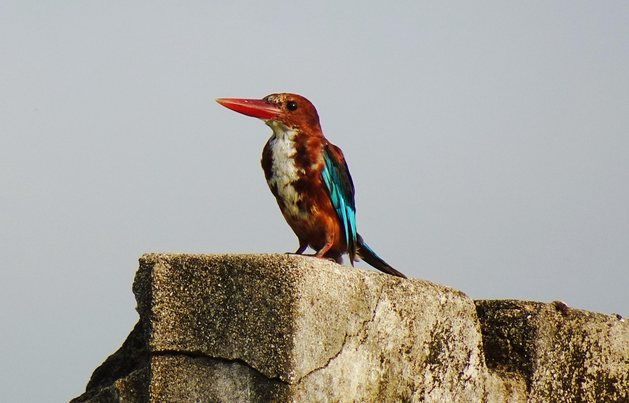 1,000+ Free Kingfish & Kingfisher Images - Pixabay