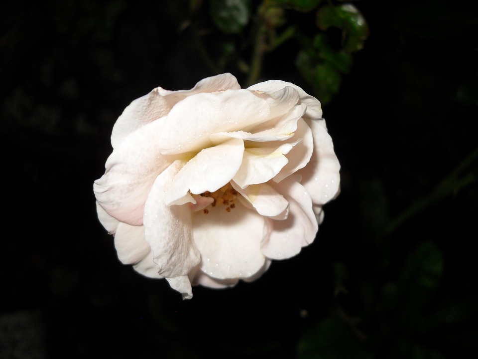 Rose Blanche Fleur - Photo gratuite sur Pixabay - Pixabay