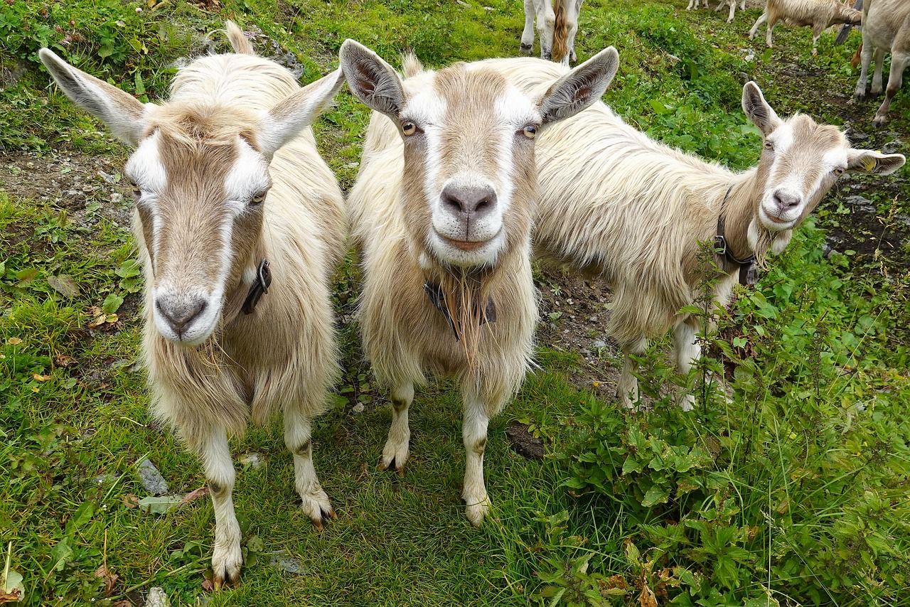 Animal Cabras Mamífero - Foto gratuita no Pixabay - Pixabay