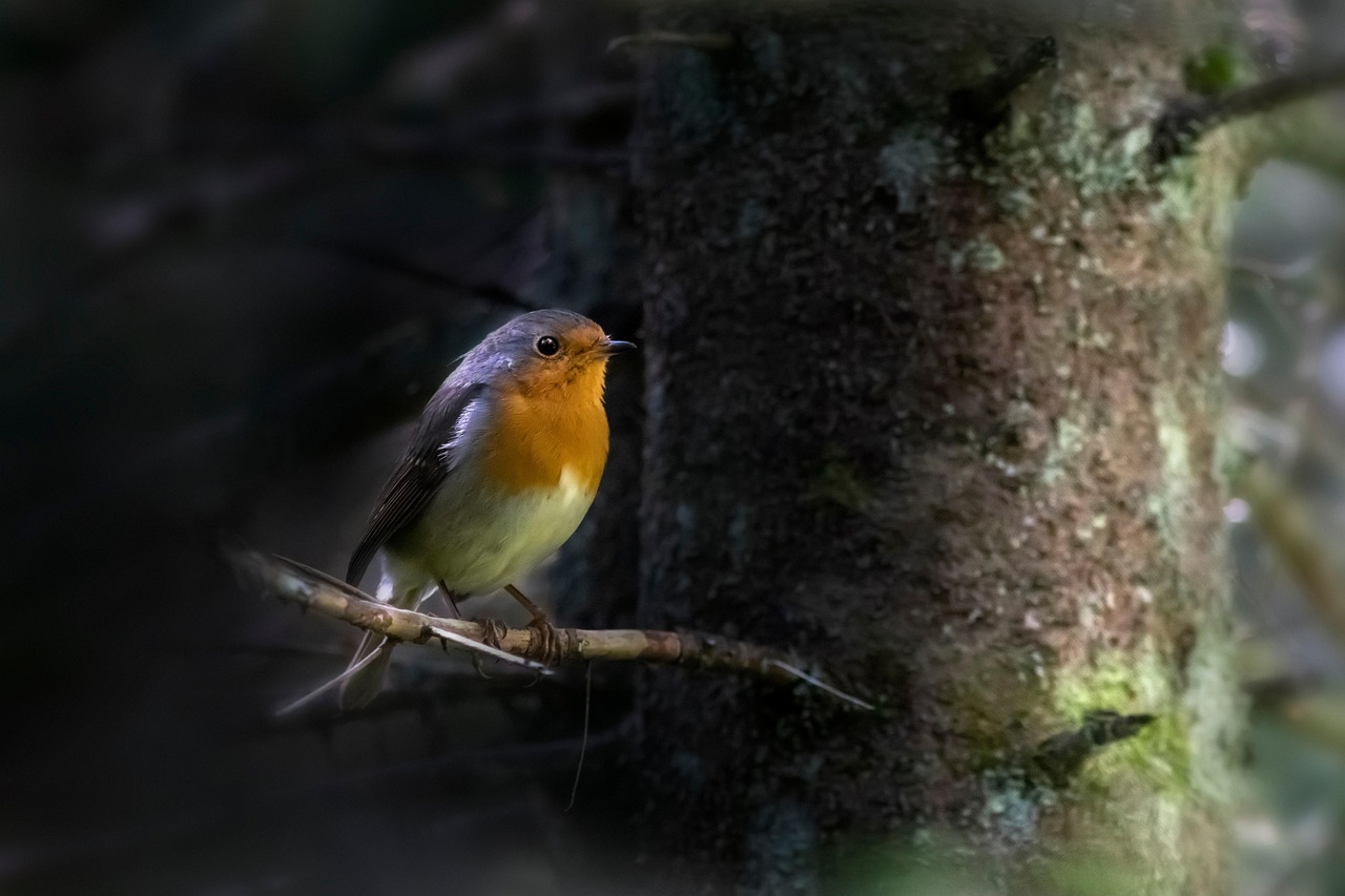 Robin Bird Perched European - Free photo on Pixabay - Pixabay