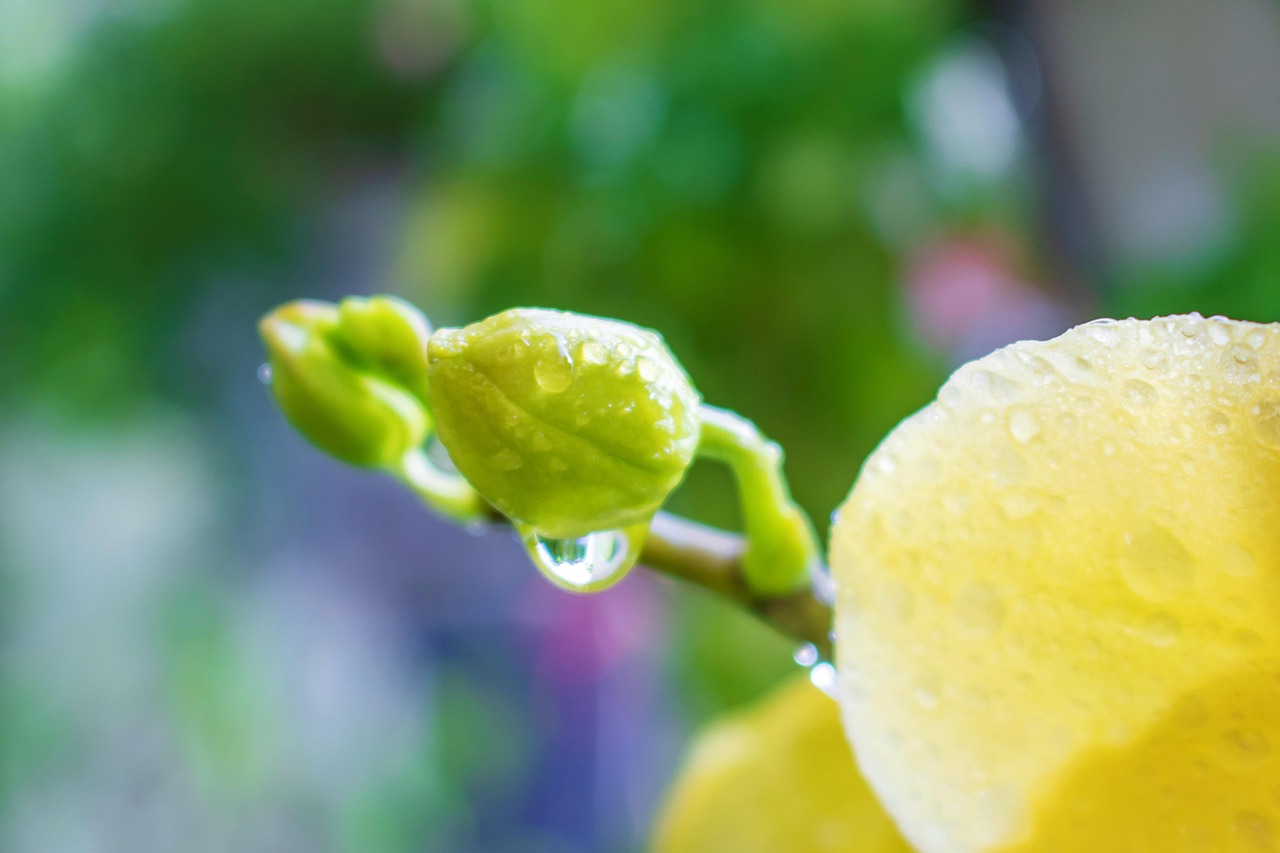 40+ Free Cymbidium Orchids & Cymbidium Images - Pixabay