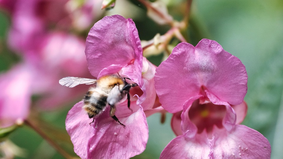 Bee Insect Pollinate - Free photo on Pixabay - Pixabay