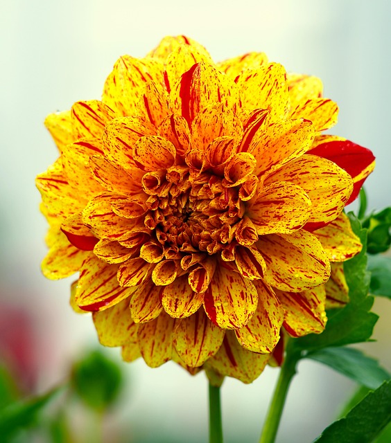 Dahlia Bunga Kebun - Foto gratis di Pixabay - Pixabay