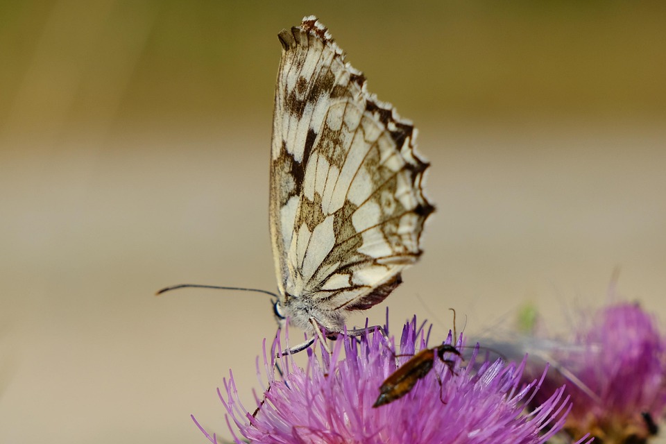 Marbled White Butterfly - Free photo on Pixabay