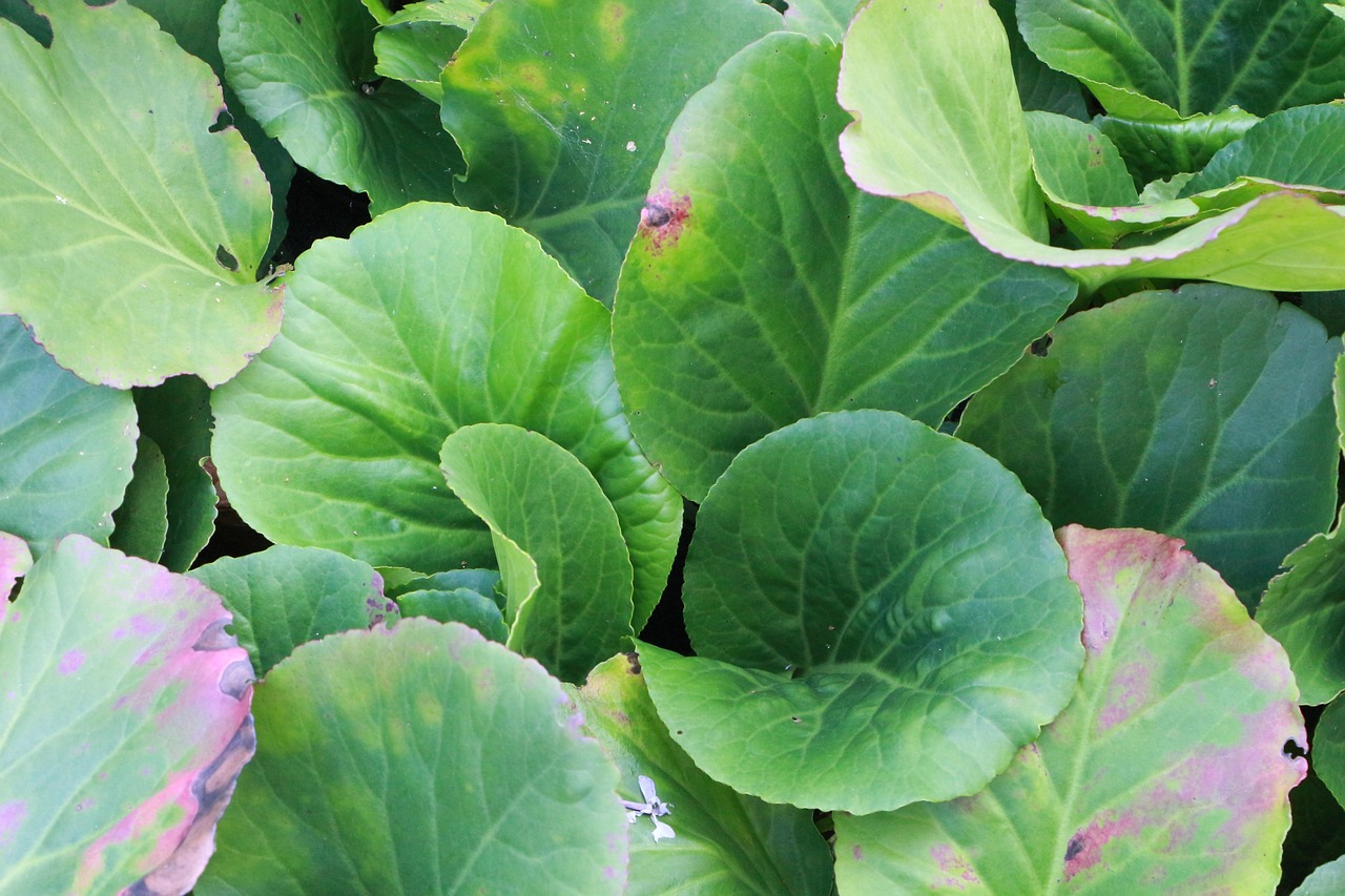 Verduras De Hoja Verde - Foto gratis en Pixabay - Pixabay