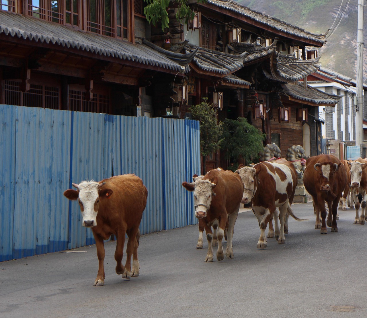 Vacas Ganados Ganado Para - Foto gratis en Pixabay - Pixabay
