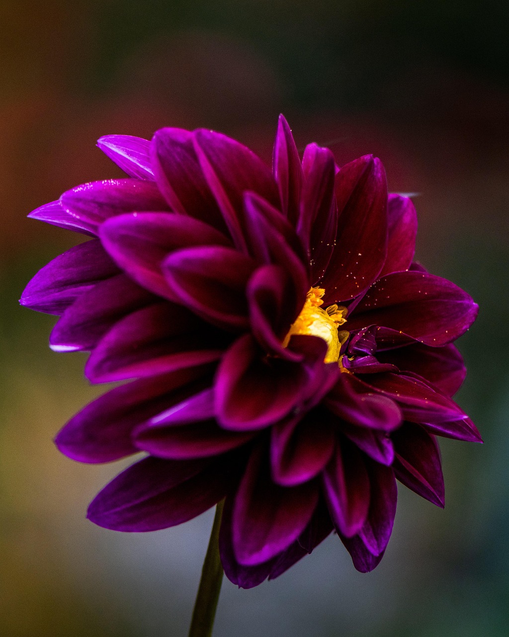 Purple Dahlia Flower Wallpaper