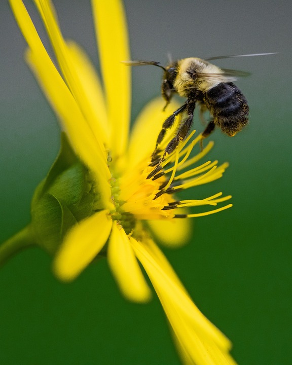 Abeille Insecte Fleur Plante De - Photo gratuite sur Pixabay - Pixabay