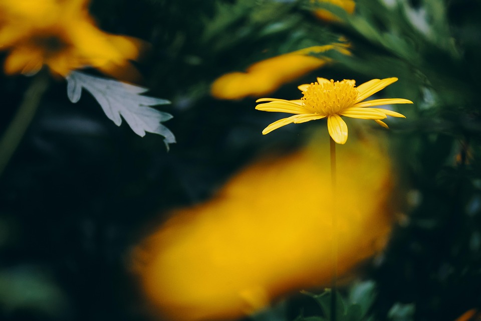Euryops Flower Plant Yellow - Free photo on Pixabay