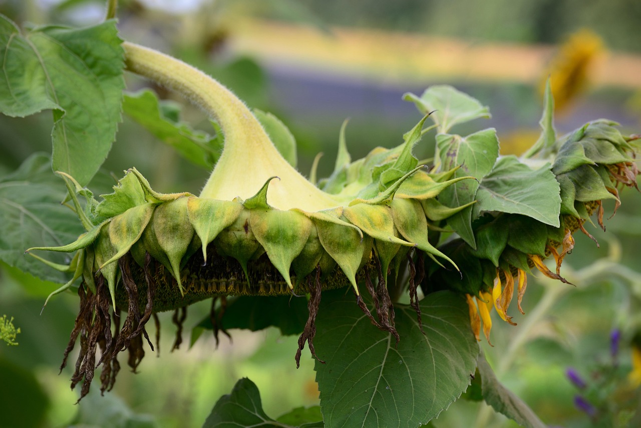 Sunflower Wilted Plant - Free photo on Pixabay - Pixabay