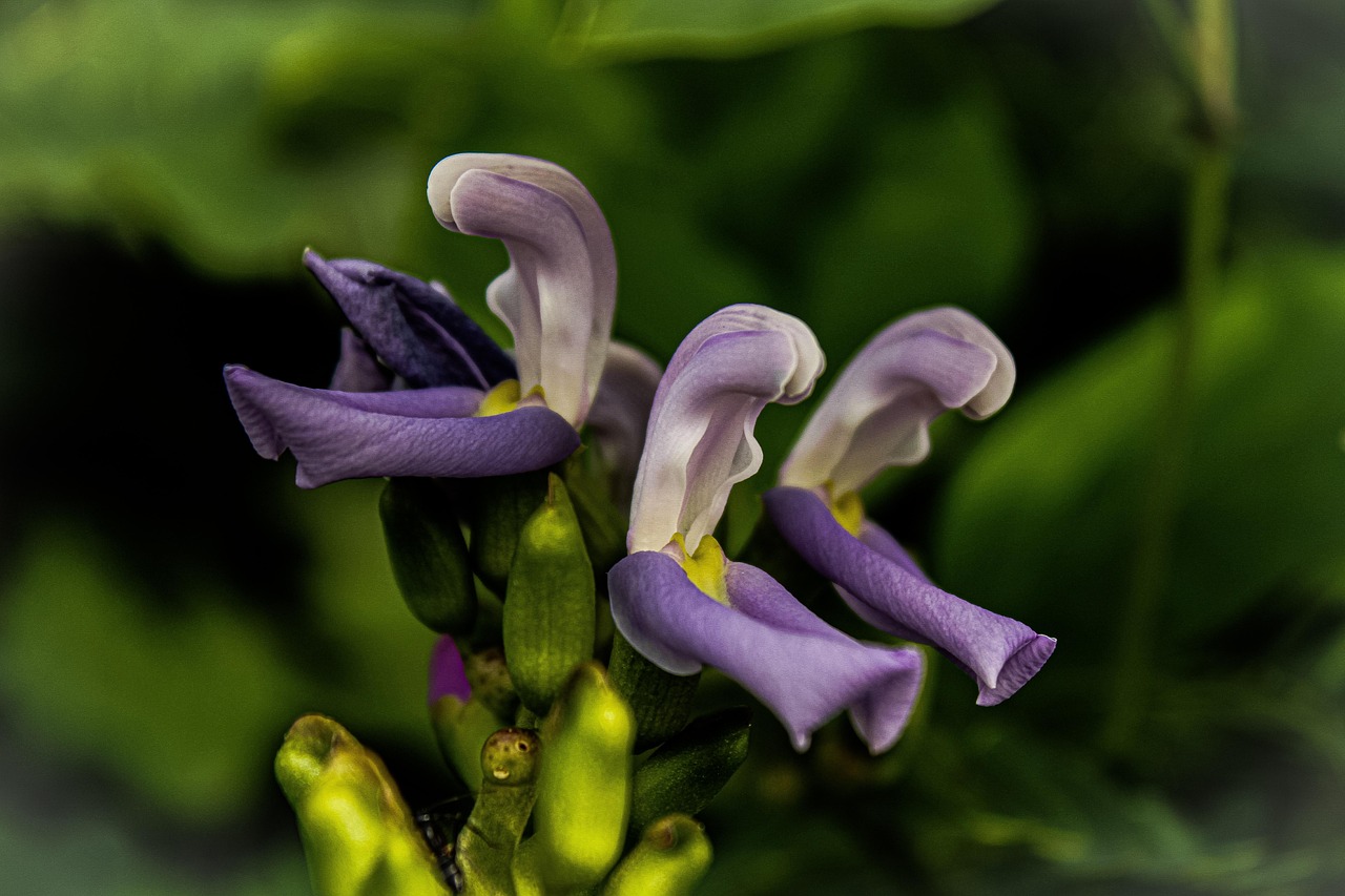 Canavalia Flowers Plant Jack - Free photo on Pixabay