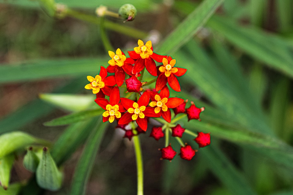 Mexican Butterfly Weed Flowers - Free photo on Pixabay