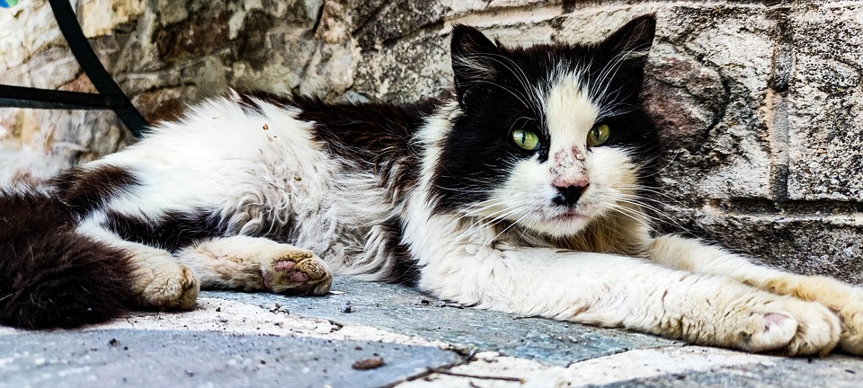 Cat Stray Animal Street - Free photo on Pixabay - Pixabay