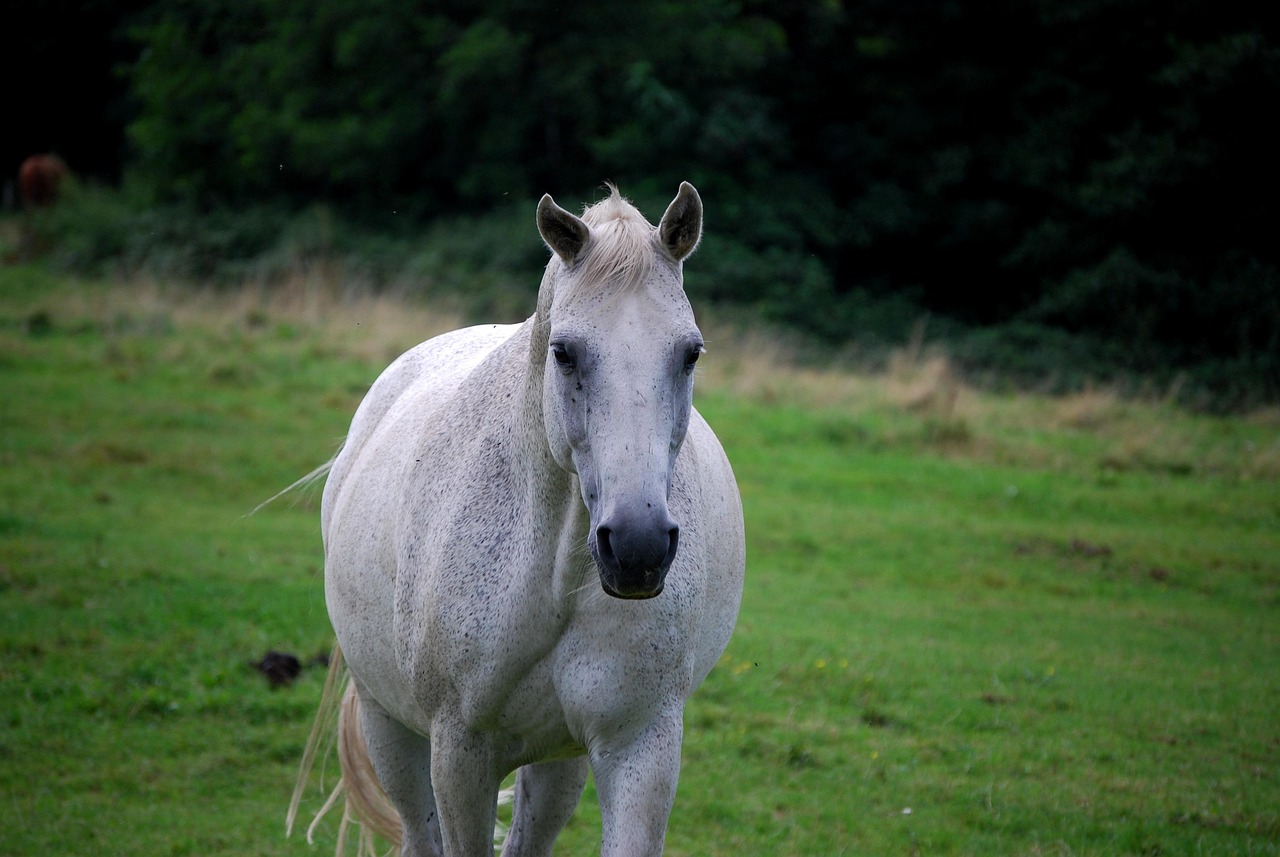 Pferd Lipizzaner Tier - Kostenloses Foto auf Pixabay