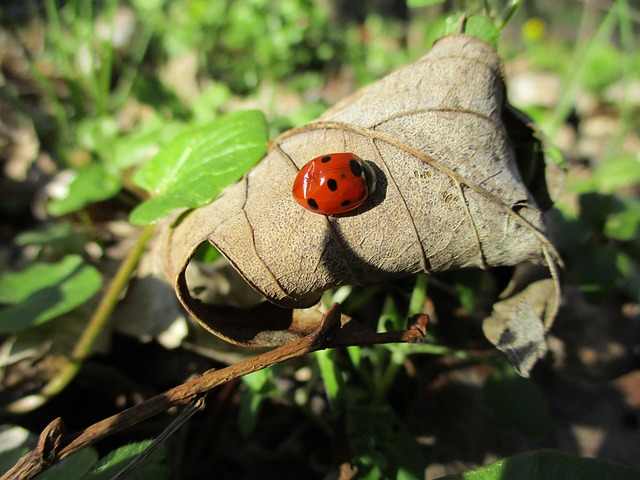 Ladybug Leaf Lucky - Free photo on Pixabay - Pixabay