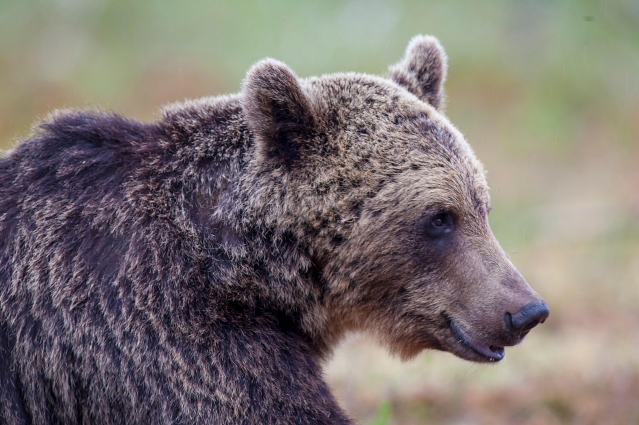Animal Urso Mamífero - Foto gratuita no Pixabay - Pixabay