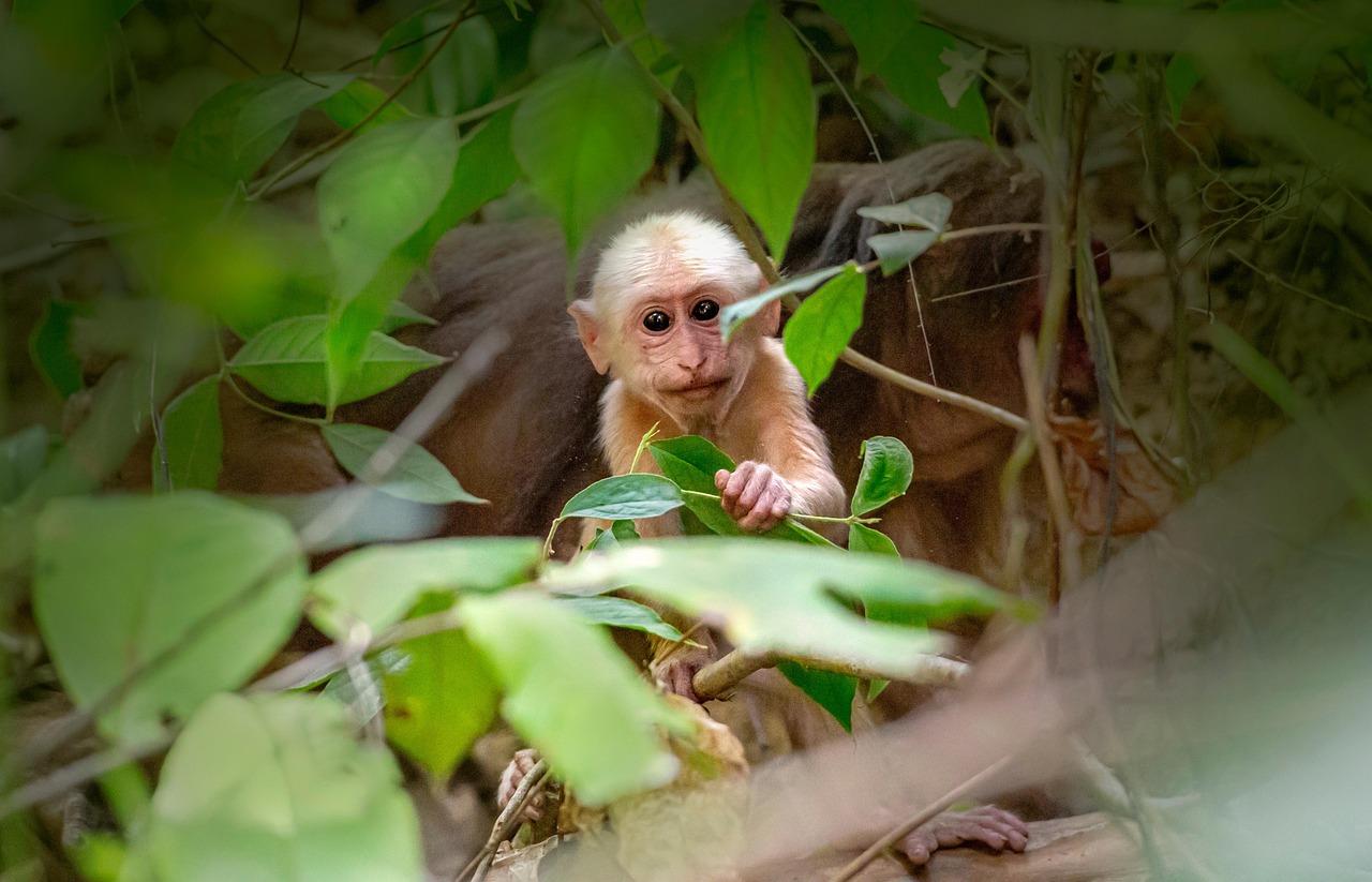 Monkey Macaque Primate - Free photo on Pixabay