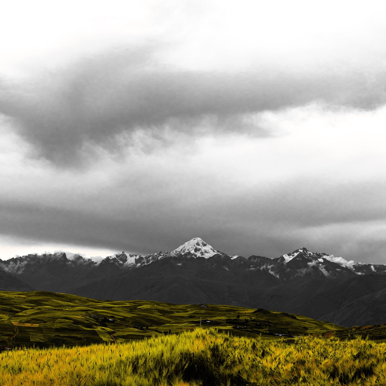 200+ Free Pampas & Pampas Grass Images - Pixabay