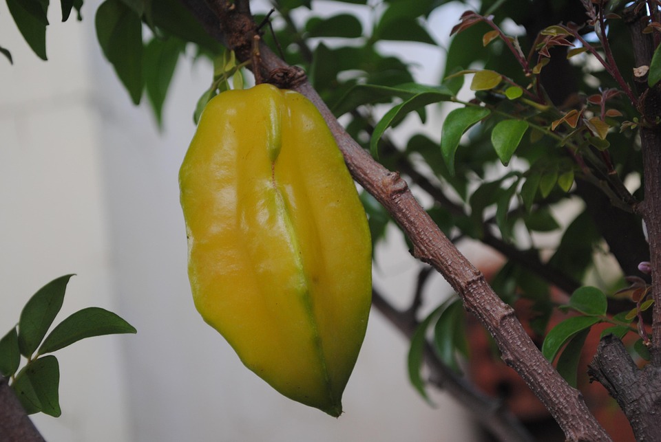 Fruit Carambole Biologique En - Photo gratuite sur Pixabay - Pixabay