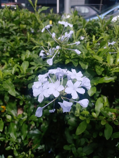 Cape Leadwort Flowers Plant - Free photo on Pixabay - Pixabay