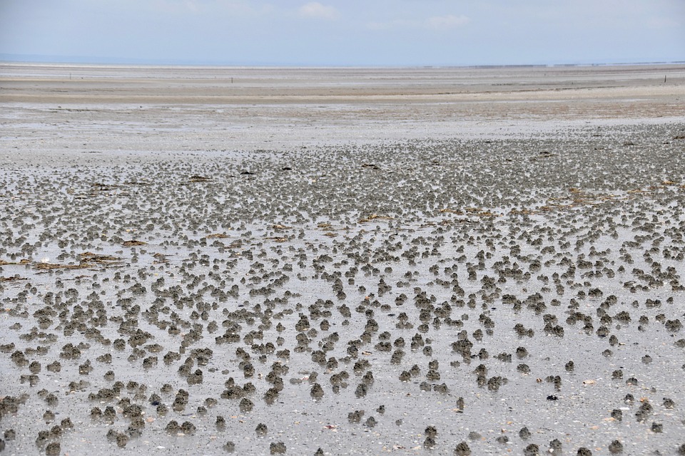 Beach Worms Sand Mound Coast - Free photo on Pixabay - Pixabay