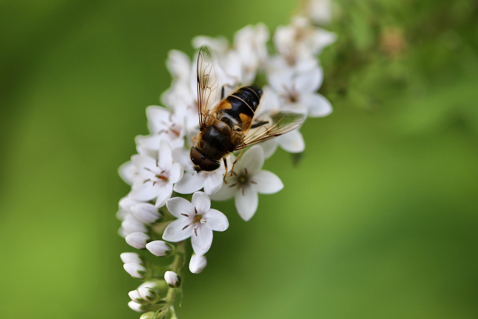 Hover Fly Muckbee Hoverfly Species - Free photo on Pixabay - Pixabay