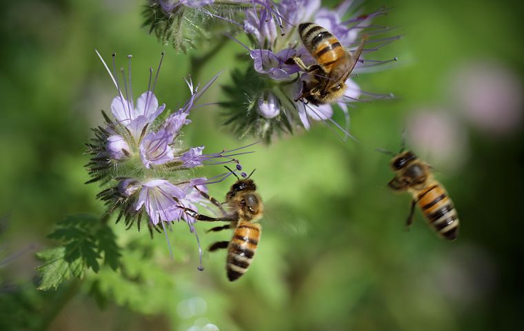 3.000 + Api e Natura immagini gratis