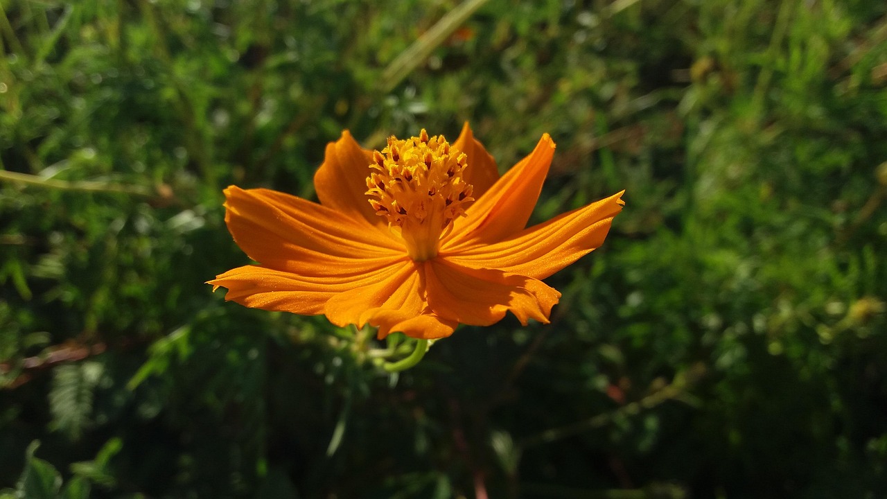 5+ Free Ulam Raja & Flower Images - Pixabay