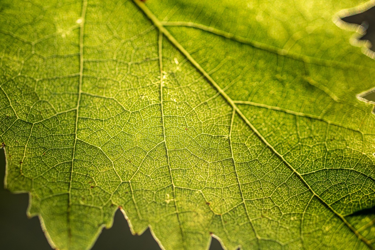 Feuille Plantes Feuillage - Photo gratuite sur Pixabay - Pixabay