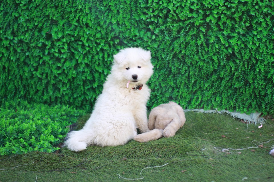 Samoyed Dog Animal - Free photo on Pixabay - Pixabay