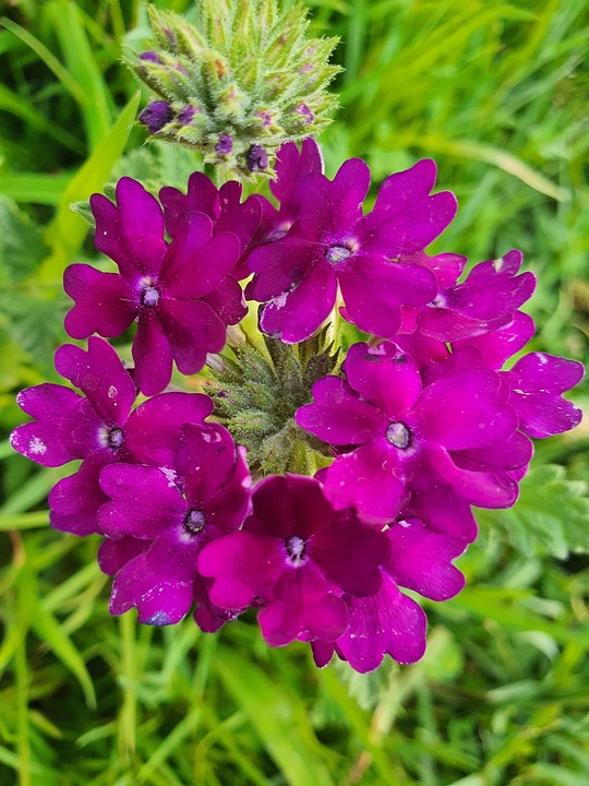 Verbena Flowers Plant Purple - Free photo on Pixabay - Pixabay