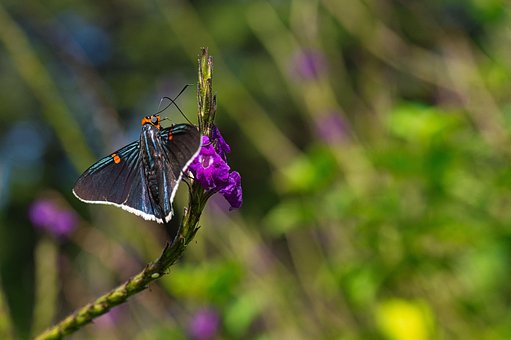 100+ Free Guava & Nature Photos
