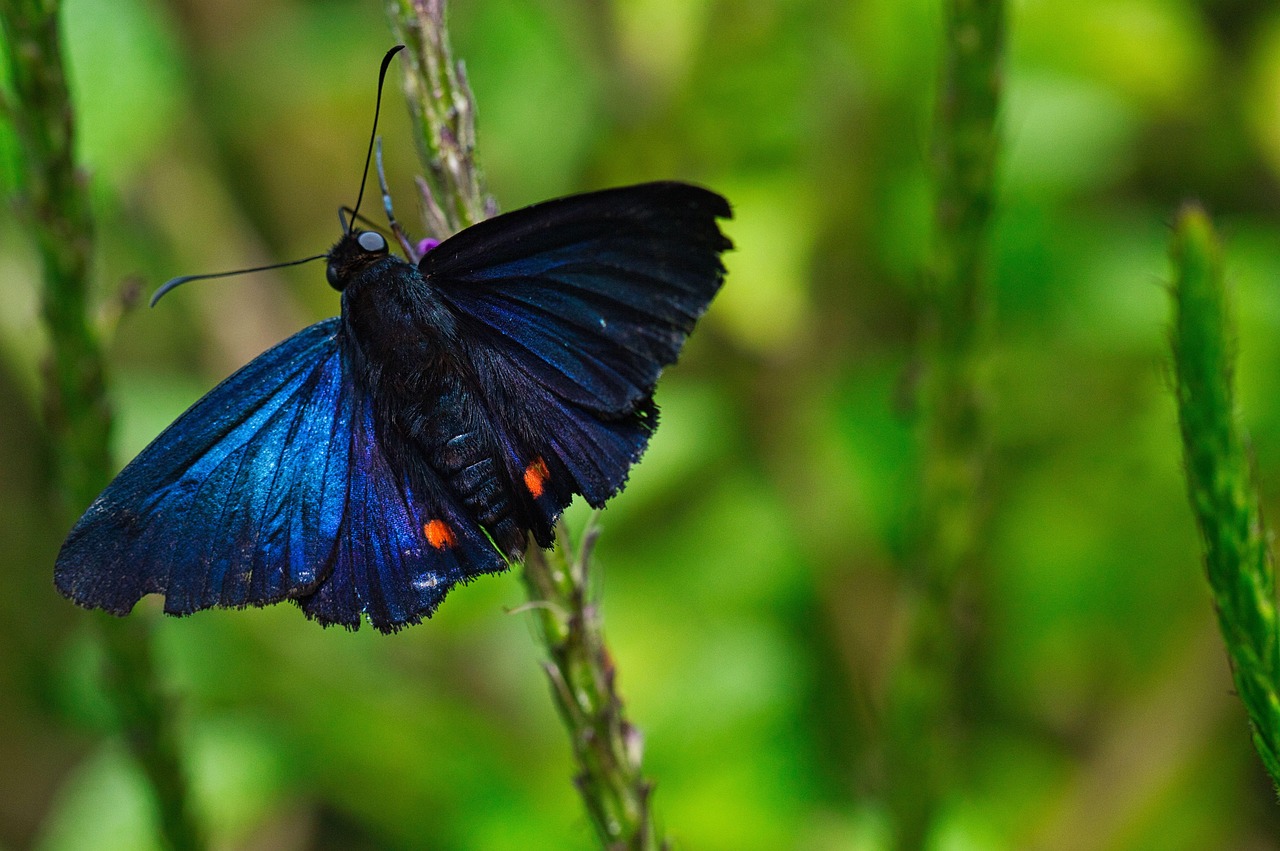 Guava Skipper Butterfly - Free photo on Pixabay