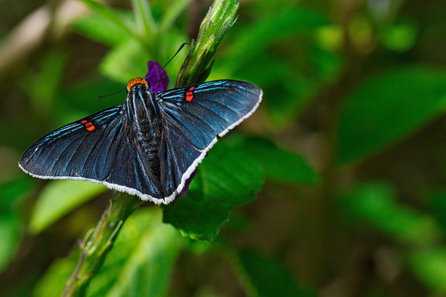 Guava Skipper Butterfly - Free photo on Pixabay