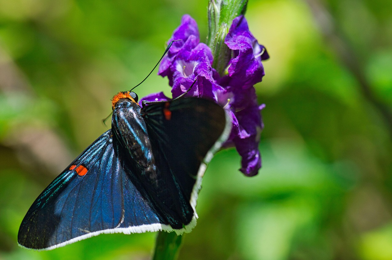 Guava Skipper Butterfly - Free photo on Pixabay - Pixabay