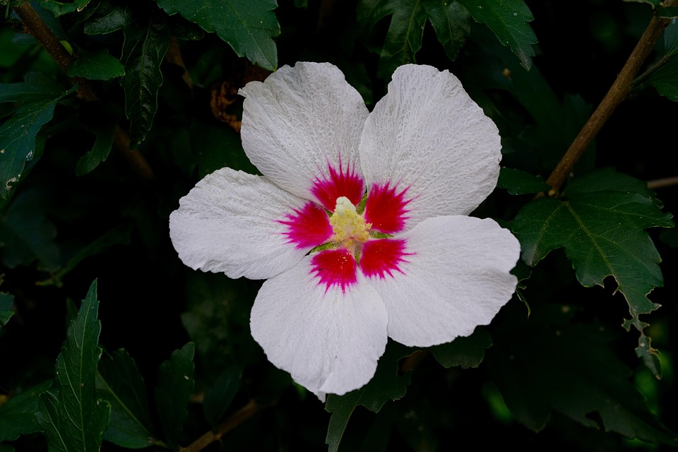 Rose Of Sharon Flower Wildflower - Free photo on Pixabay - Pixabay