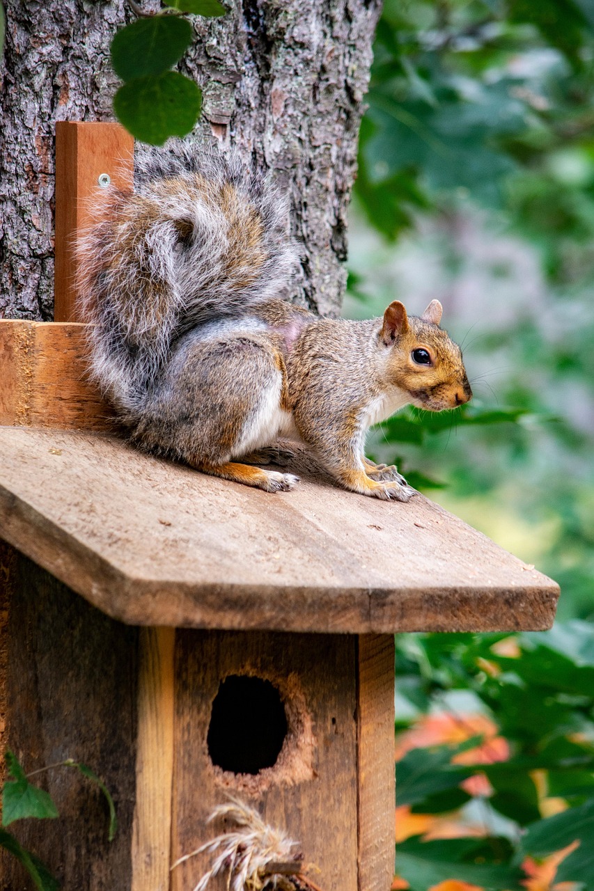 Animal Esquilo Mamífero Animais - Foto gratuita no Pixabay - Pixabay