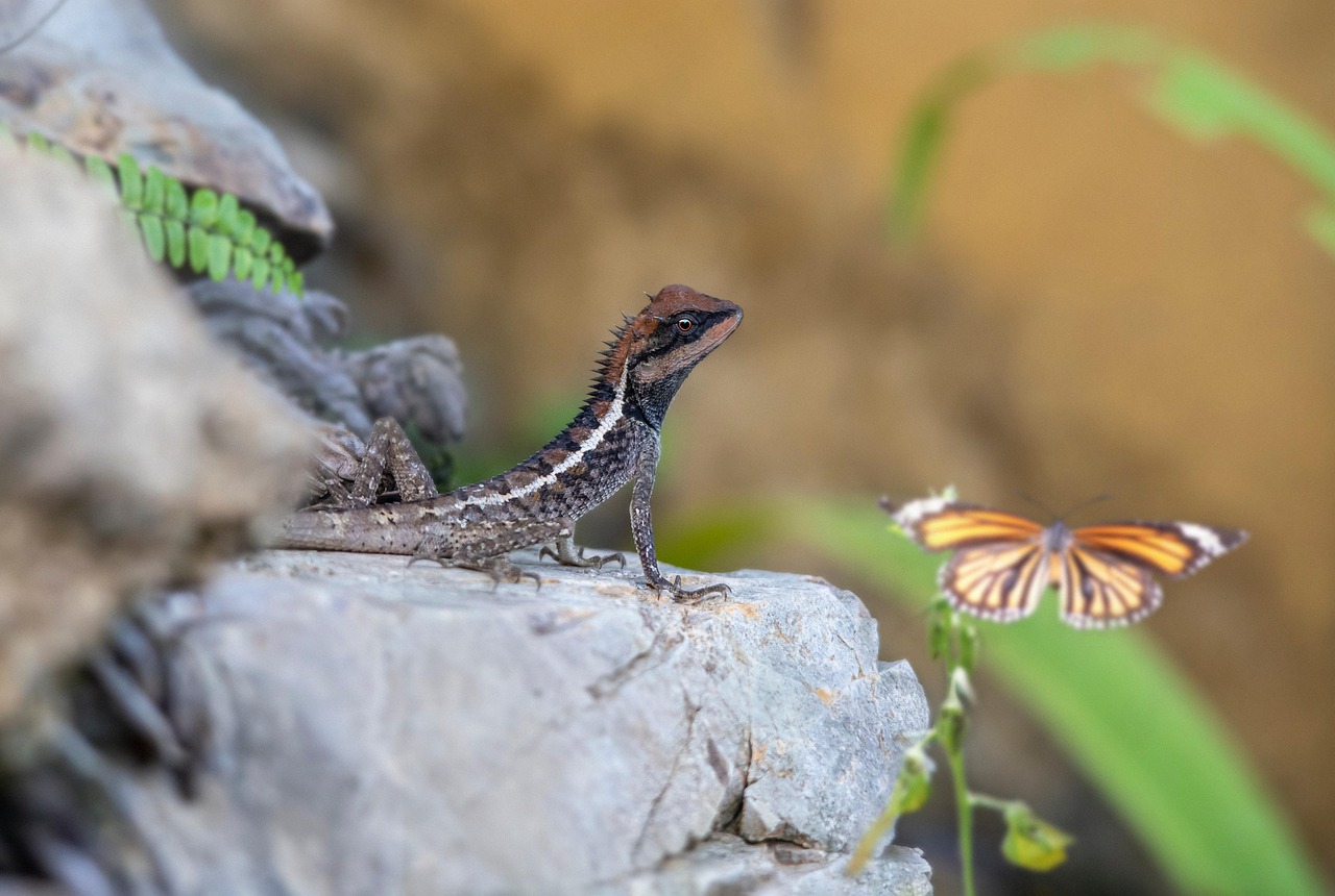 20,000+ Free Winged Lizard & Lizard Images - Pixabay